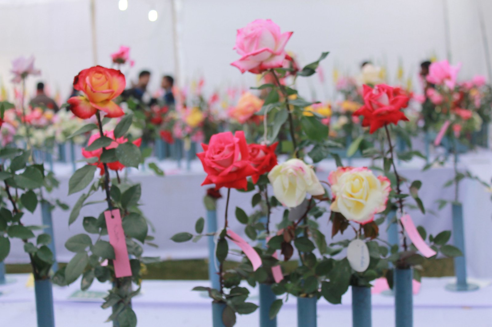 National Botanical Research Institute (NBRI), Lucknow - Lucknow Pulse